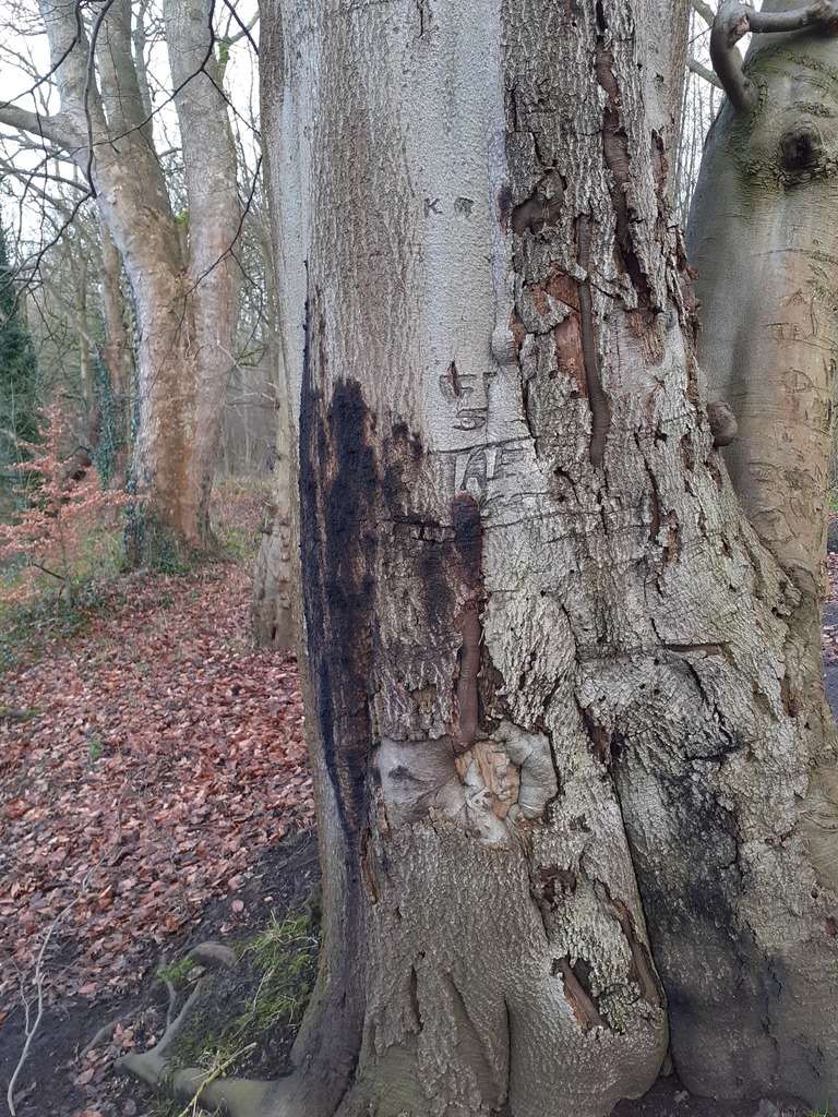 Root Rot Dieback from Derbyshire, UK on January 2, 2021 at 01:05 PM by ...