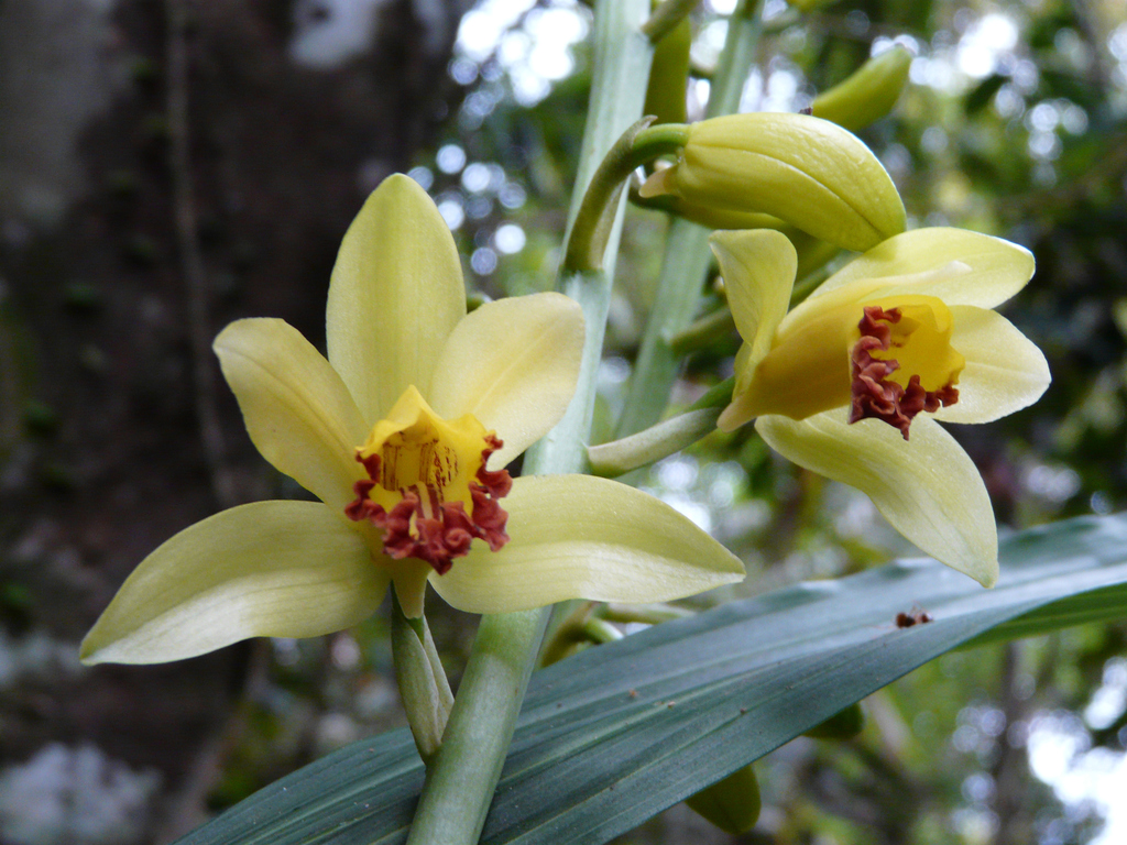 Phaius flavus from Pinukpuk, Kalinga, Philippines on March 19, 2008 at ...
