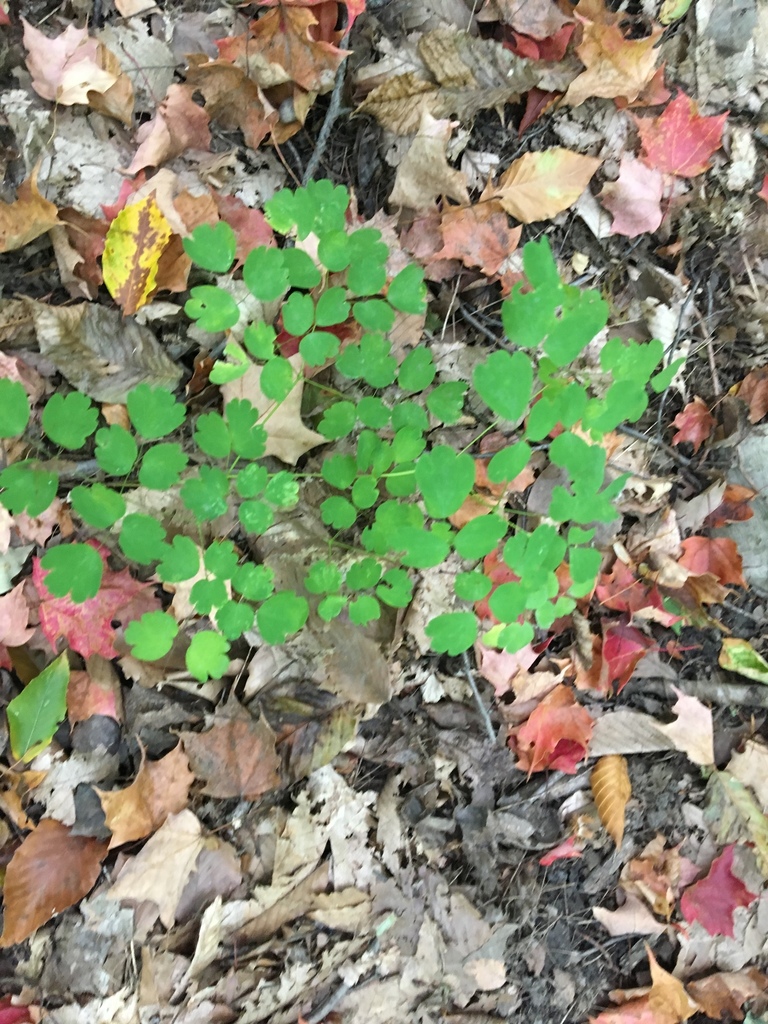 tall meadow-rue from Vergennes, VT 05491, Addison, VT, US on September ...