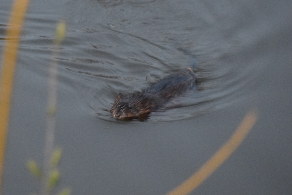 Muskrat from Winston-Salem, NC 27106, USA on March 21, 2021 at 08:17 PM ...