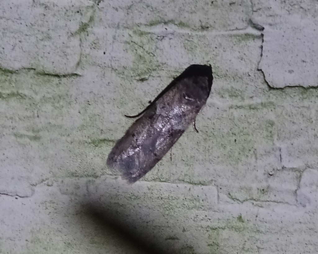 Blastobasis in March 2021 by mbelitz · iNaturalist