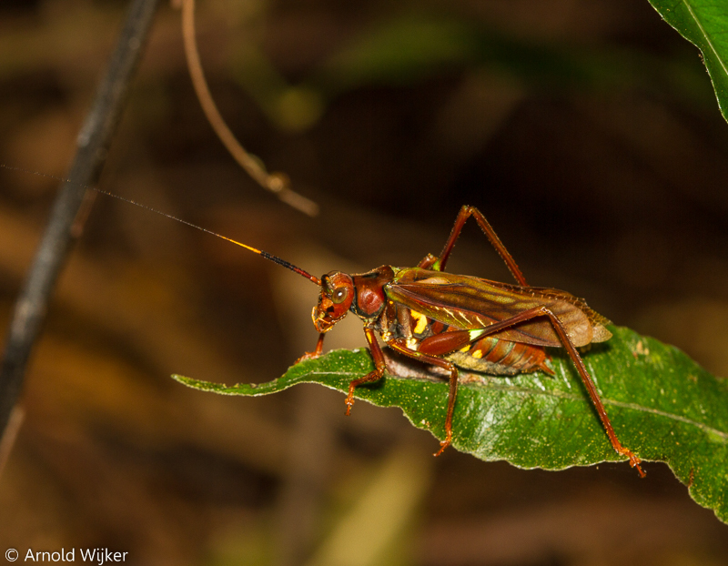 Scaphura nigra from Cachoeiras de Macacu - Rio de Janeiro, 28680-000 ...