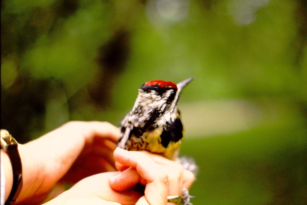 Yellow-bellied Sapsucker from High Island, Bolivar Peninsula, TX 77623 ...
