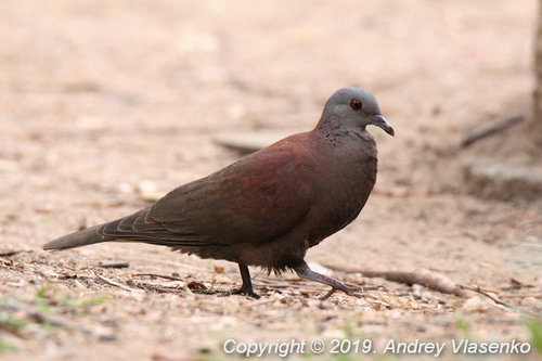 Malagasy Turtle-Dove (Madagascar) (Subspecies Streptopelia picturata ...