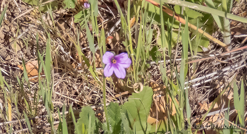 Mediterranean Stork's-bill from Hillsdale, San Mateo, CA, USA on March ...