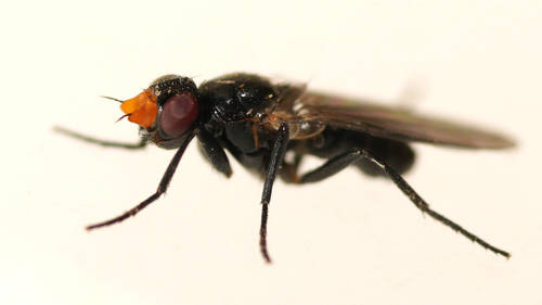Axinia cornuta · iNaturalist