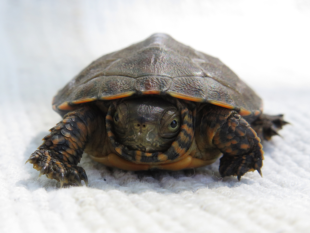 Mediterranean Pond Turtle from Serpa, 7830, Portugal on March 28, 2021 ...