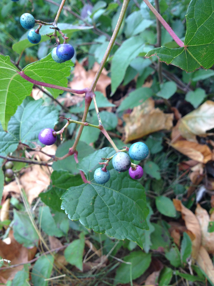 Winter grape (Plants of Overton Park's Old Forest, Memphis, TN ...