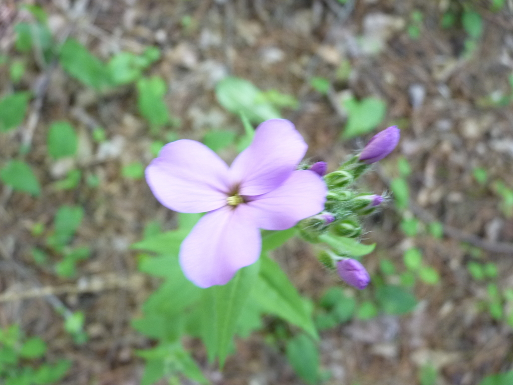 Dames Rocket (Deer Grove Natural Areas Volunteers Invasive Species ...