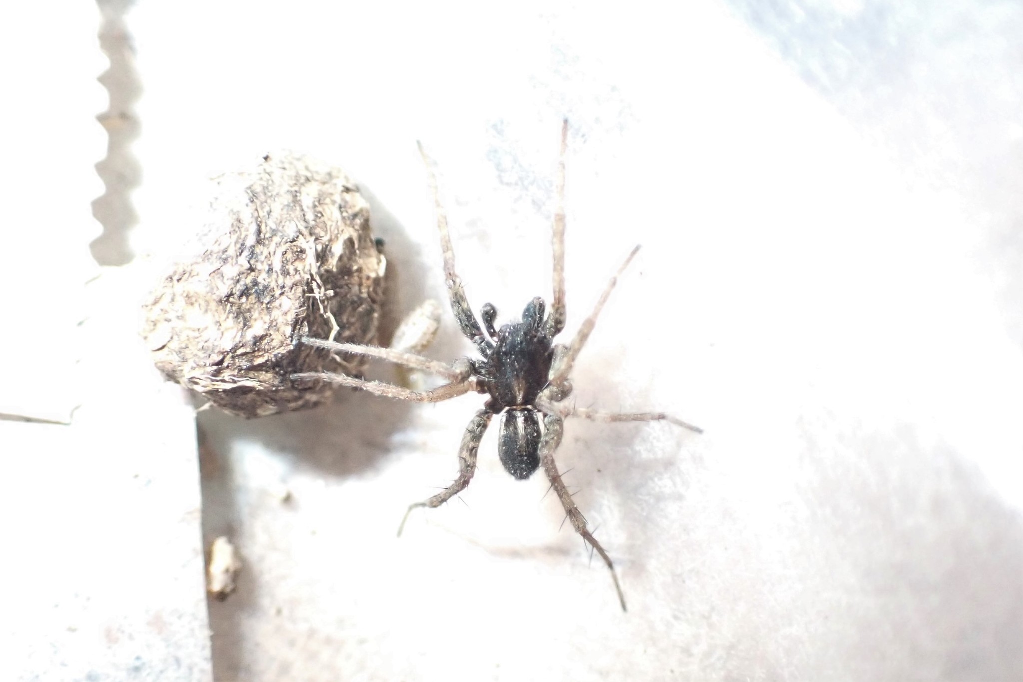 Pardosa ramulosa (McCook, 1894)