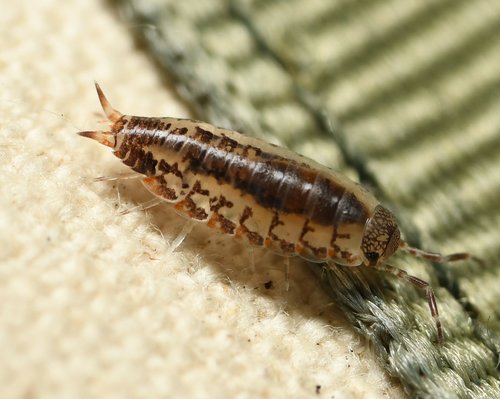 Family Rhyscotidae · iNaturalist