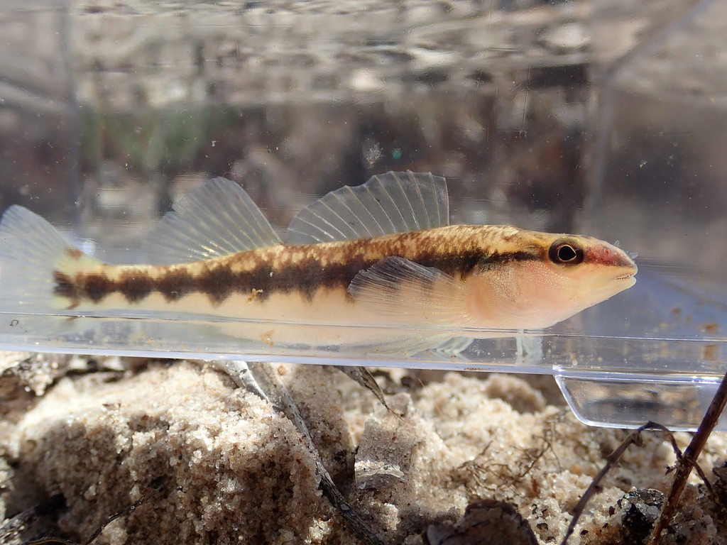Blackbanded Darter (Percina nigrofasciata) - Marine Life Identification
