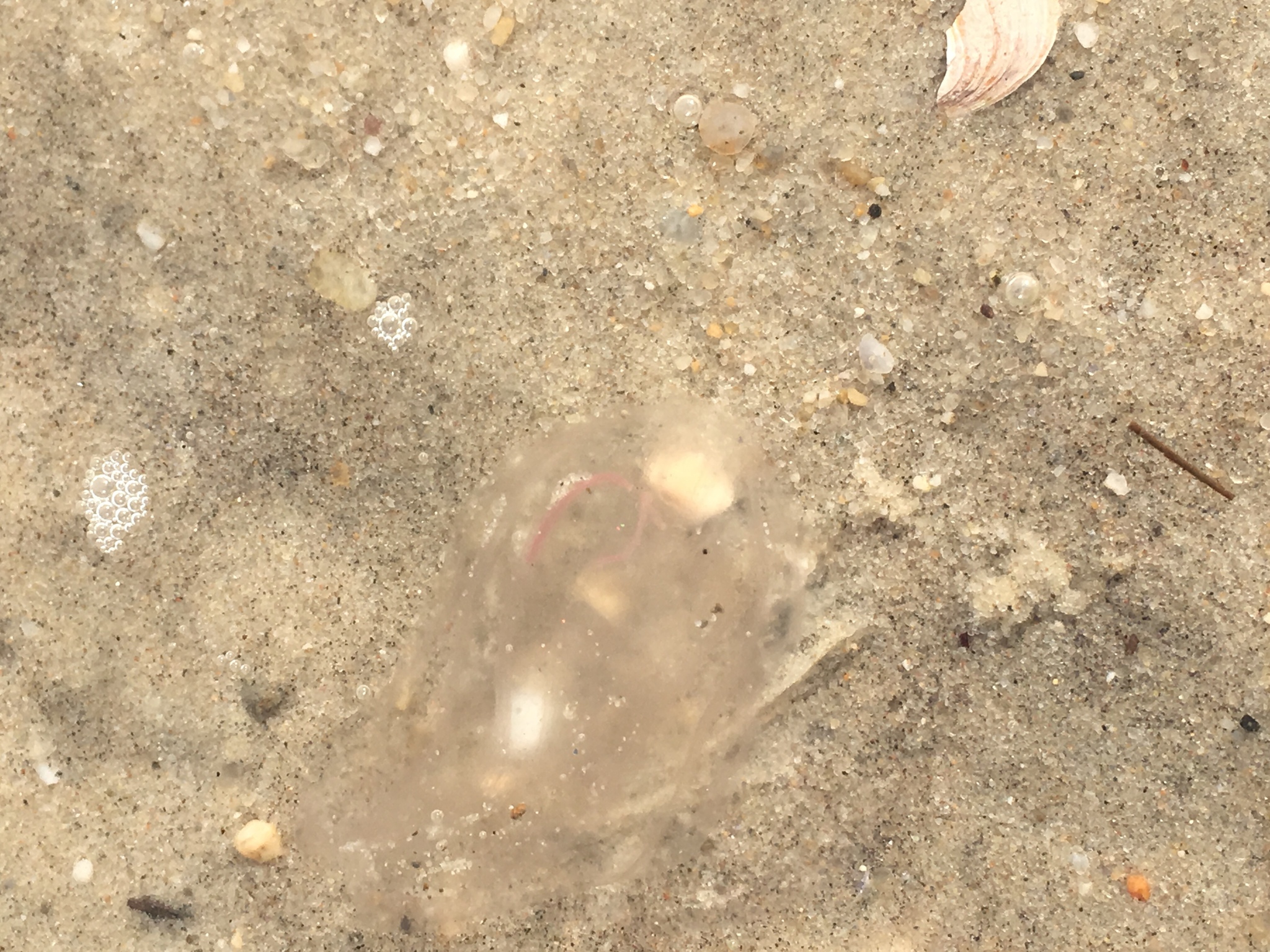 Edwardsiella lineata (Verrill, 1873)