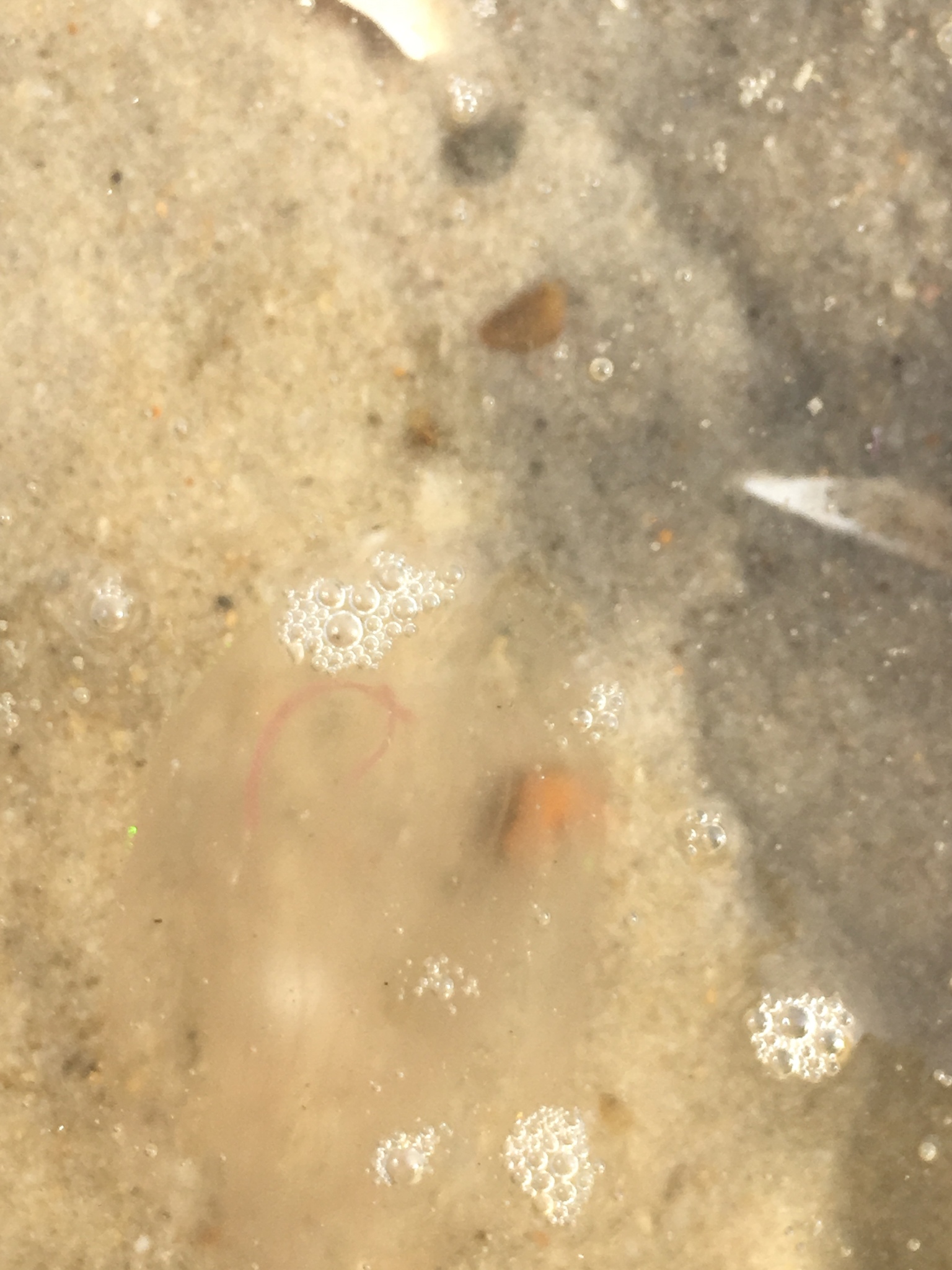 Edwardsiella lineata (Verrill, 1873)