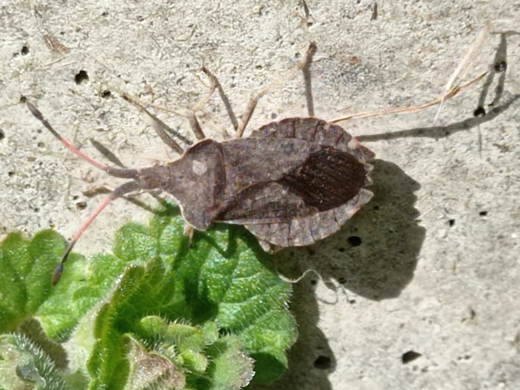Boat Bug from 76250 Déville-lès-Rouen, France on March 28, 2021 at 01: ...