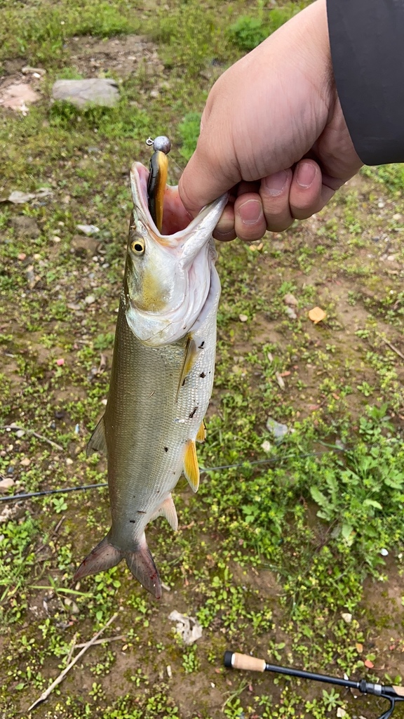 Elopichthys bambusa (Тілтістер мен балықтар. Қазақстан) · iNaturalist