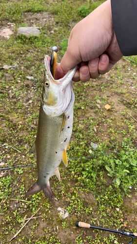 Elopichthys bambusa (Тілтістер мен балықтар. Қазақстан) · iNaturalist