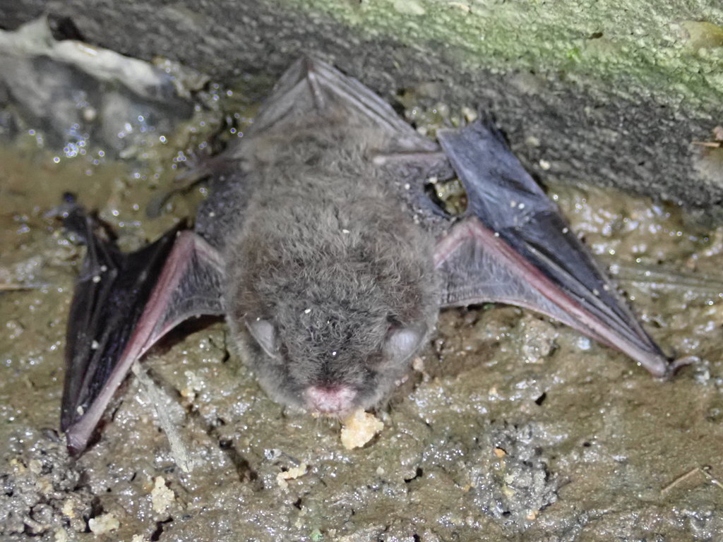 Gray Bat in March 2021 by Daniel Folds · iNaturalist