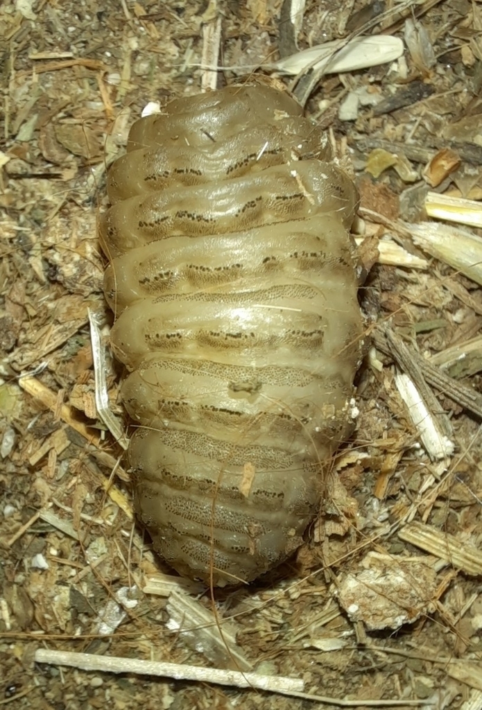 Ox Warble Fly from 4810-284 Guimarães, Portugal on March 26, 2021 at 04 ...