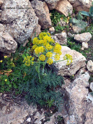 Thapsia transtagana · iNaturalist