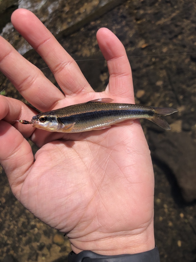 Cardinal Shiner (Luxilus cardinalis) - Marine Life Identification