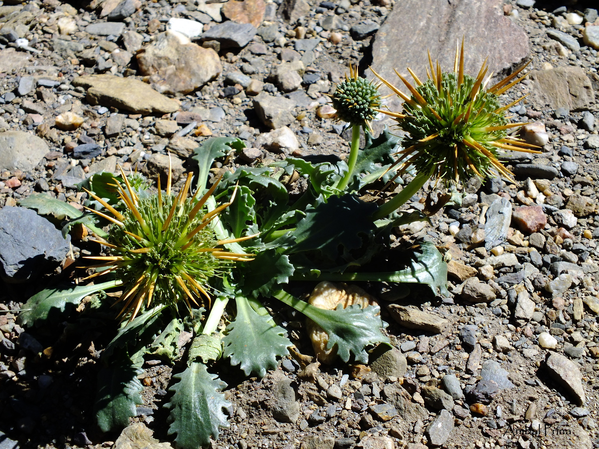 Calycera herbacea Cav.