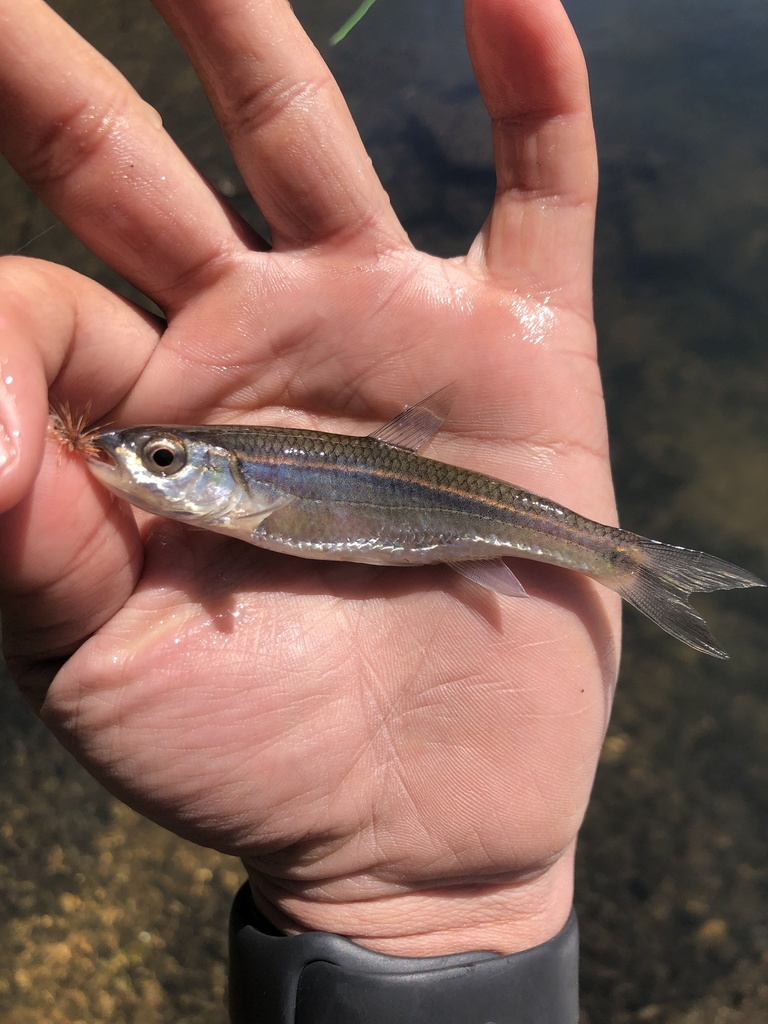 Cardinal Shiner (Luxilus cardinalis) - Marine Life Identification