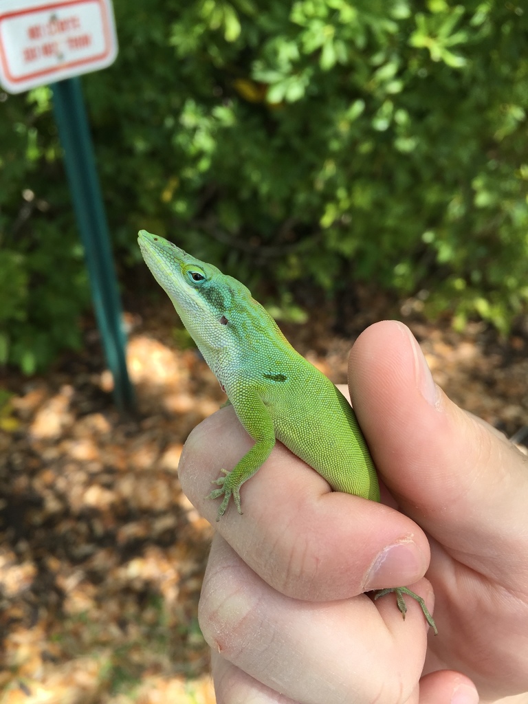 Allison's Anole from Central Naples, Naples, FL, USA on March 26, 2021 ...