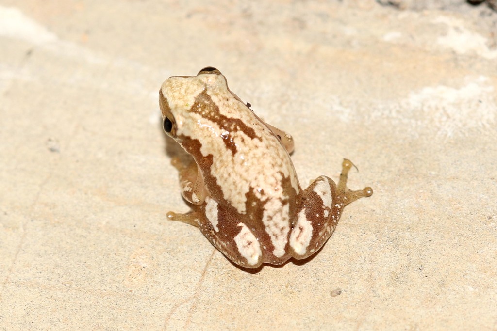 Delicate Spiny Reed Frog from Morogoro Rural, Morogoro, Tanzania on ...
