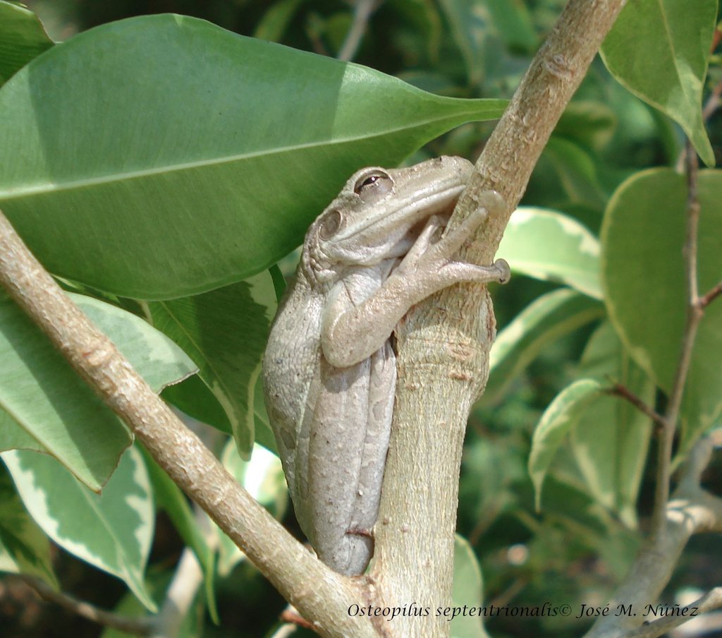 Cuban Tree Frog in September 2009 by Jose Nunez · iNaturalist