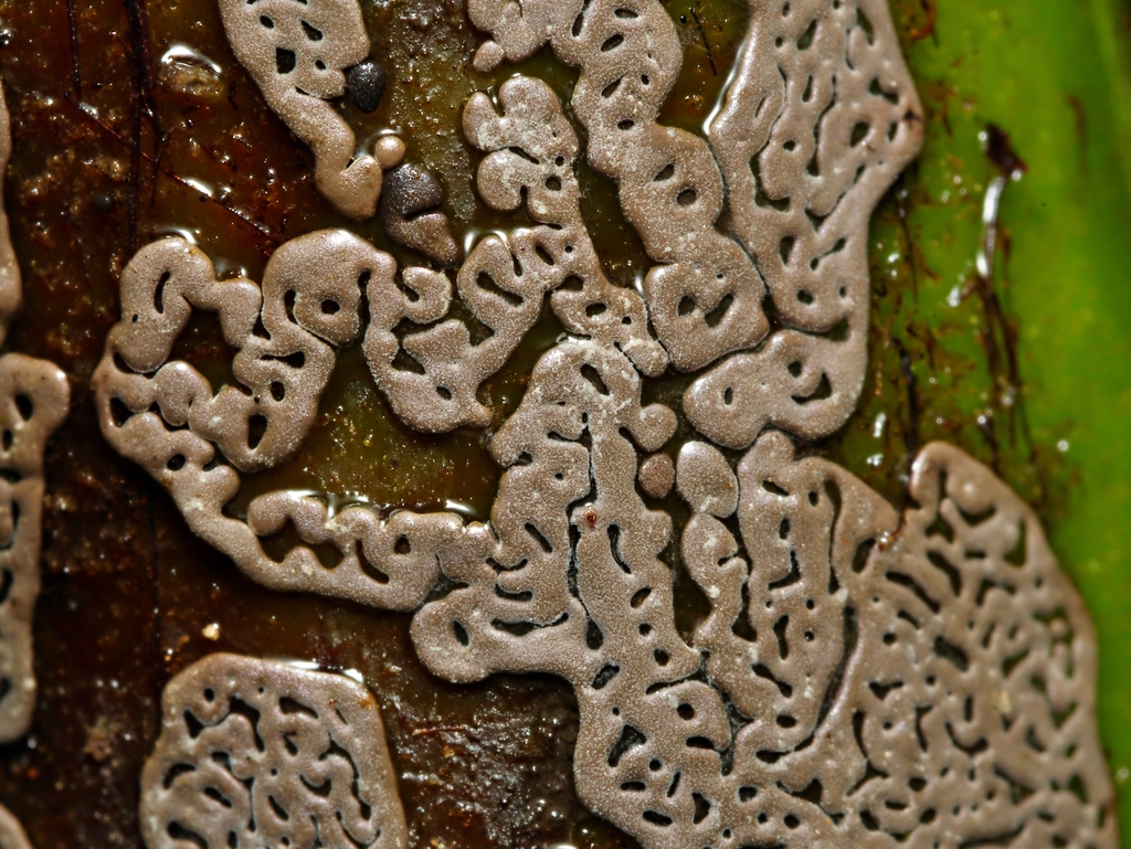 Didymium serpula from Melbourne VIC, Australia on March 27, 2021 at 11: ...