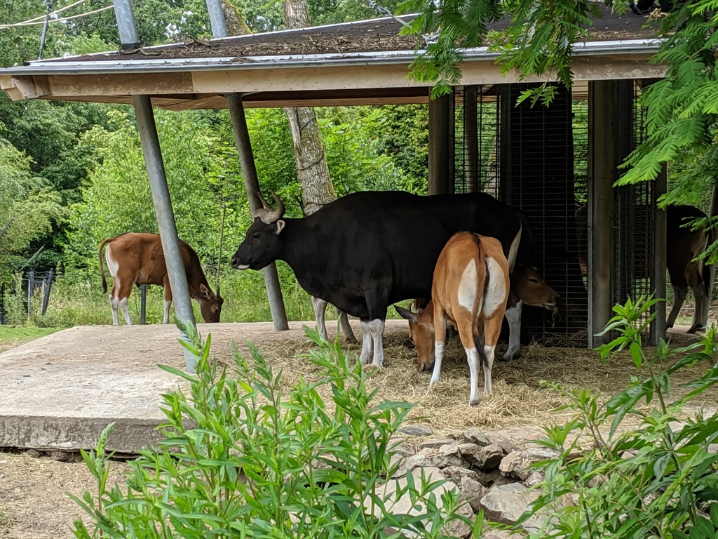 Sunda Banteng (Bos javanicus javanicus) - Know Your Mammals