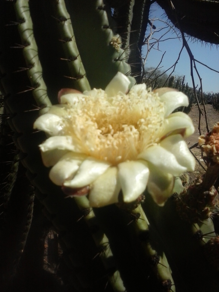 Pitaya de Queretaro from Amacueca, Jal., México on April 13, 2017 at 11 ...