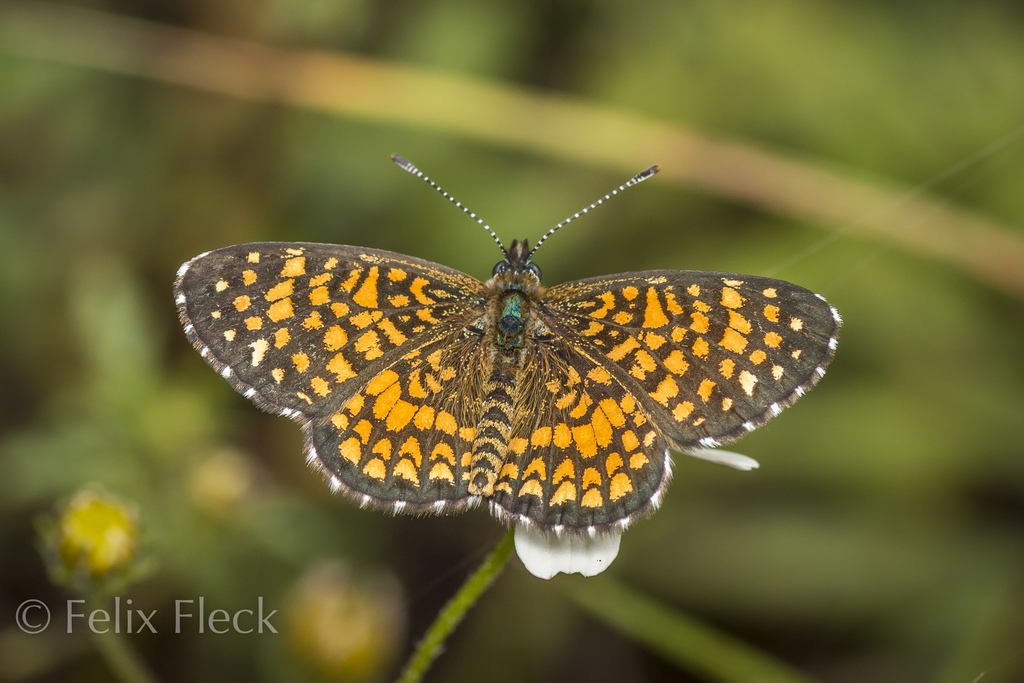 Elada Checkerspot (Greater San Antonio Area Butterfly Checklist ...