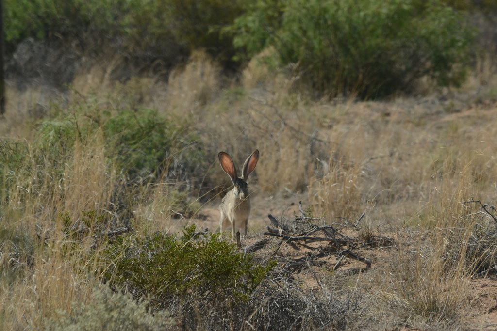 Black-tailed Jackrabbit from Juárez, Chih., México on June 18, 2015 at ...