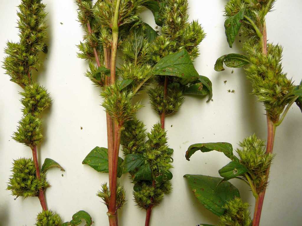 Amaranthus powellii (LIFE medCLIFFS) · iNaturalist