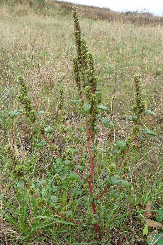 Amaranthus powellii (LIFE medCLIFFS) · iNaturalist
