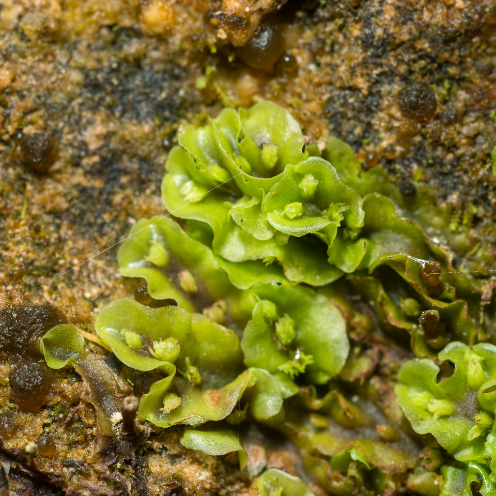 (Pelliidae) - Botanical Realm