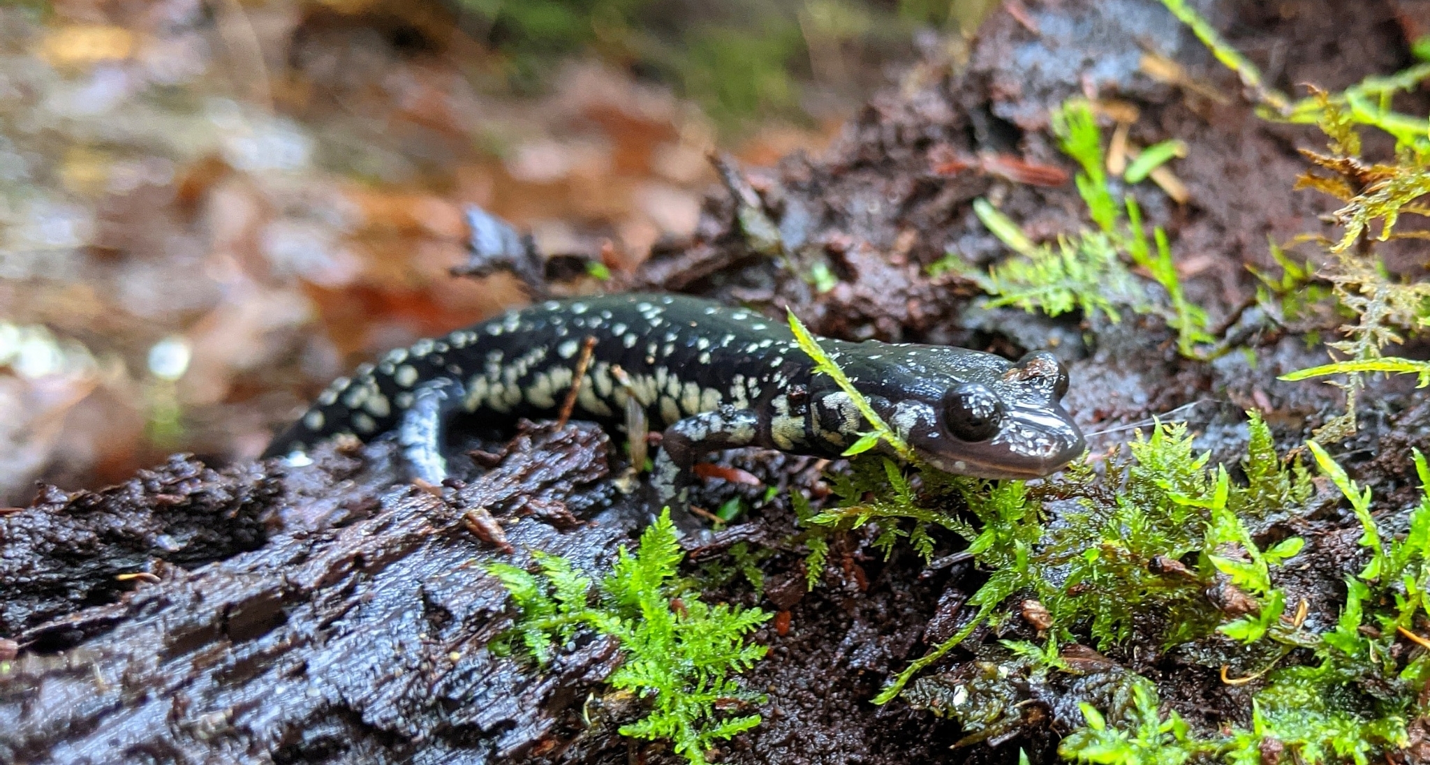 Plethodon kentucki Mittleman, 1951