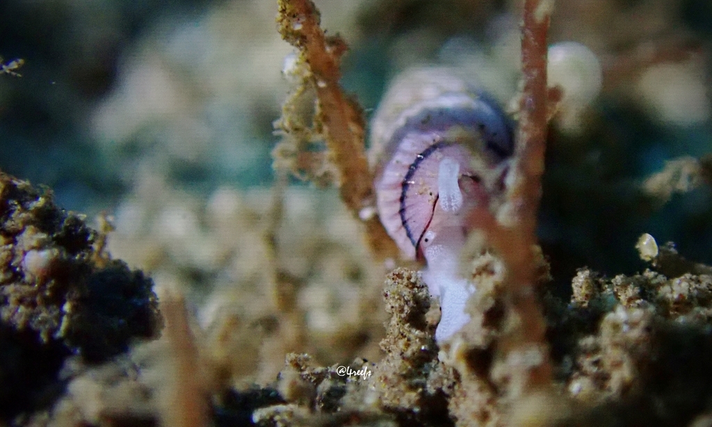 Myurella pygmaea in March 2021 by D. Torres-Pulliza · iNaturalist