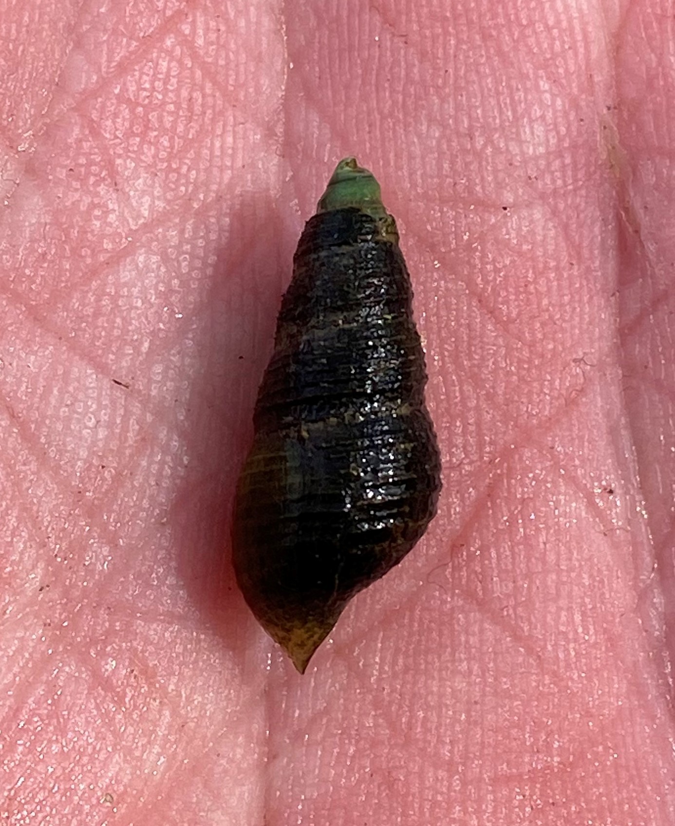 Elimia virginica (Gmelin, 1791)