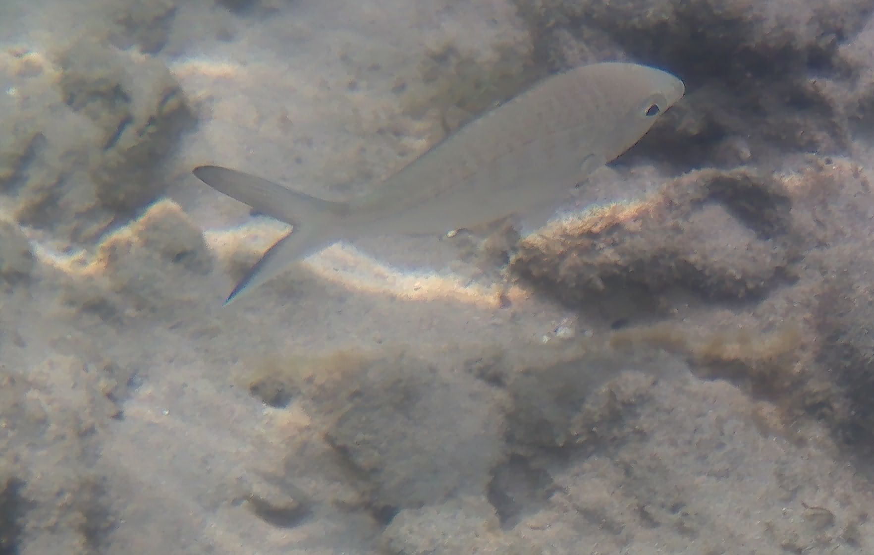 Gerres longirostris (Lacepède, 1801)