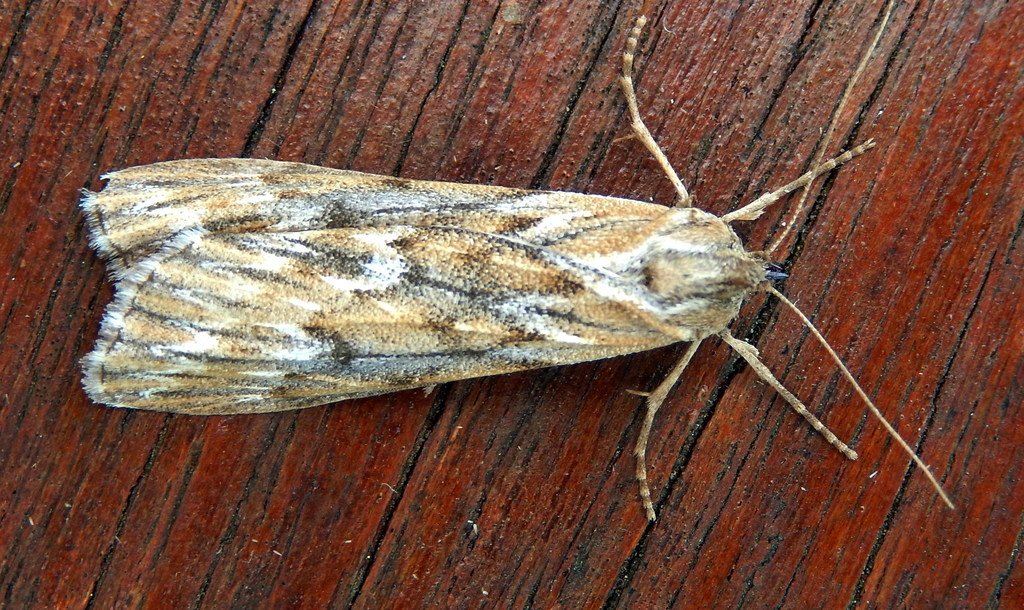 Brown Pasture Looper from Sydney NSW, Australia on March 29, 2021 at 11 ...