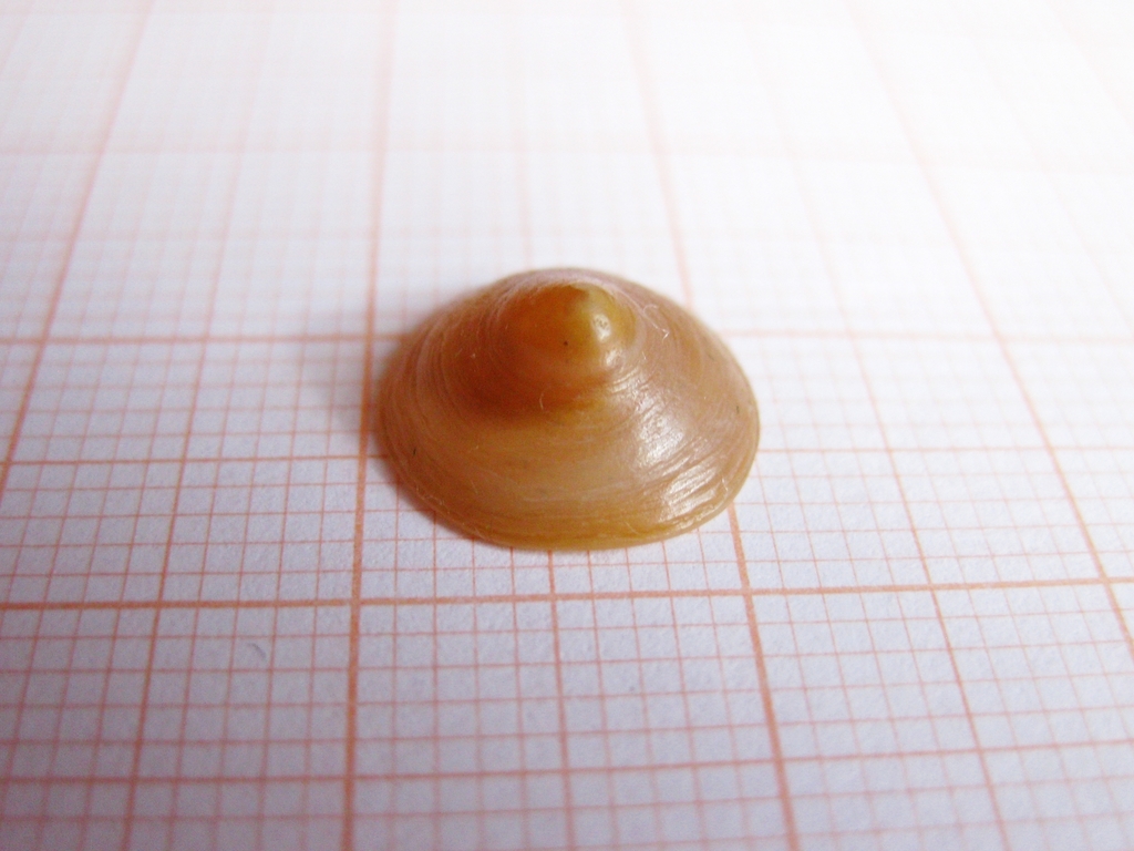 Chapeau chinois (Vol.5 Mollusque des estrans de Normandie) · iNaturalist