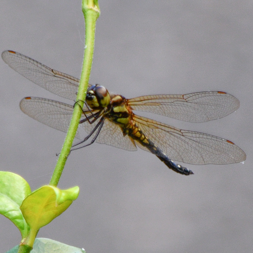 Water Prince from Toowong QLD 4066, Australia on March 27, 2021 at 11: ...