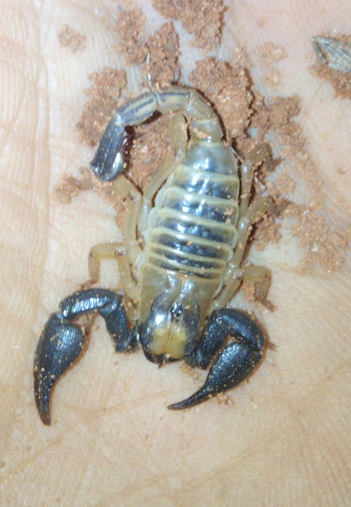 FitzSimons' Burrowing Scorpion from Tswalu on March 3, 2021 at 05:05 PM ...