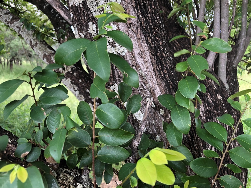 Leichardt's Ironbark from Blenheim QLD 4341, Australia on March 29 ...