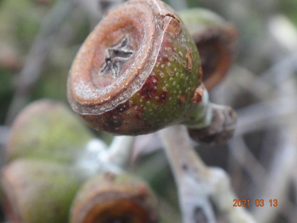 gum trees (Eucalypteae) - Botanical Realm