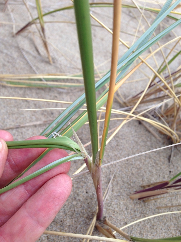 European marram grass (Calamagrostis arenaria) - Botanical Realm