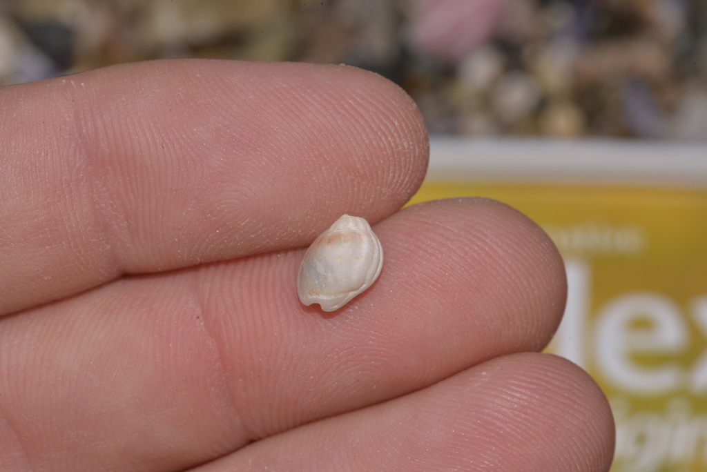 Nassarius jonasii from Mullaway Headland, NSW 2456, Australia on March ...